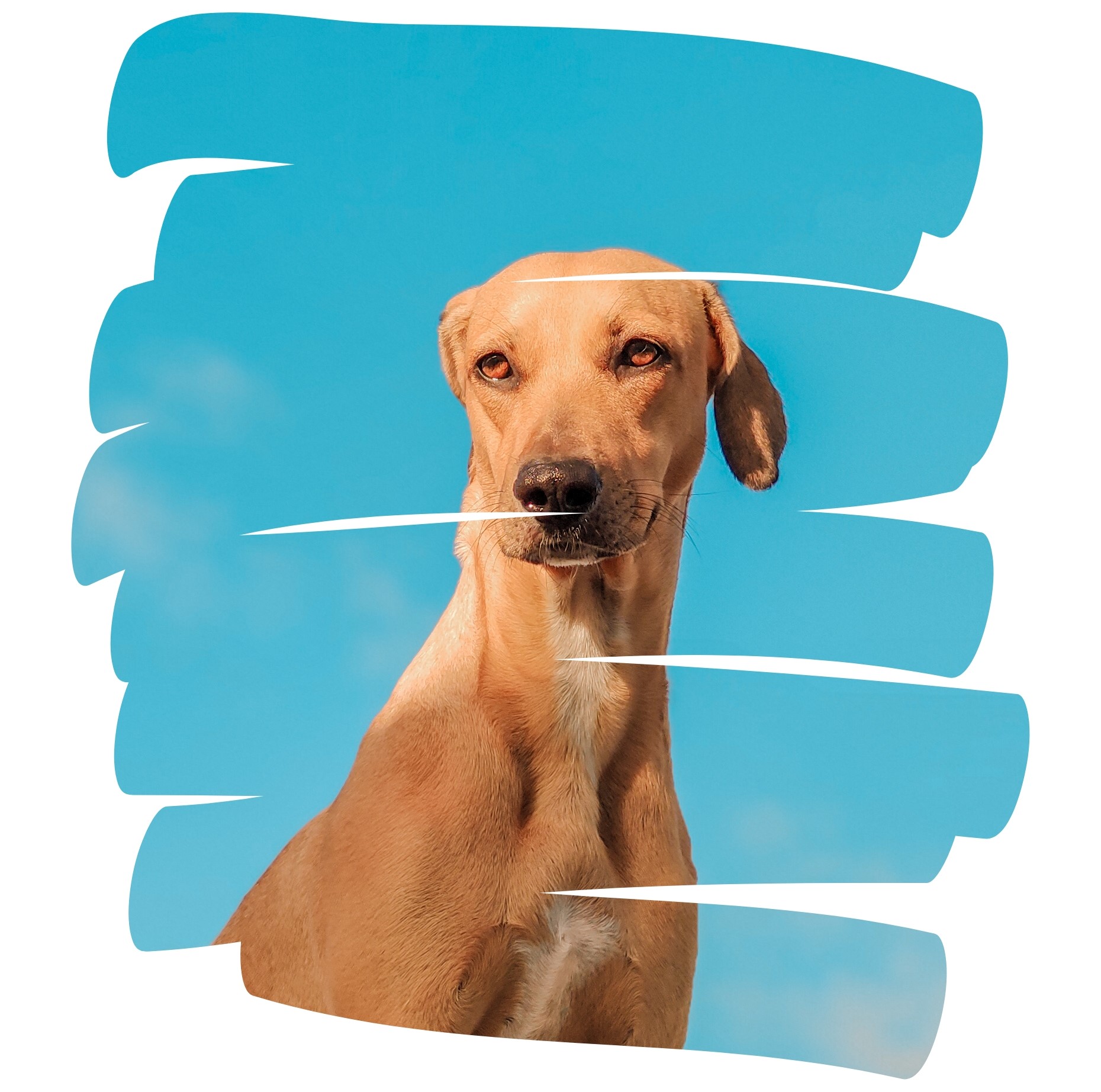 Suyane - Desenvolvedora Front End